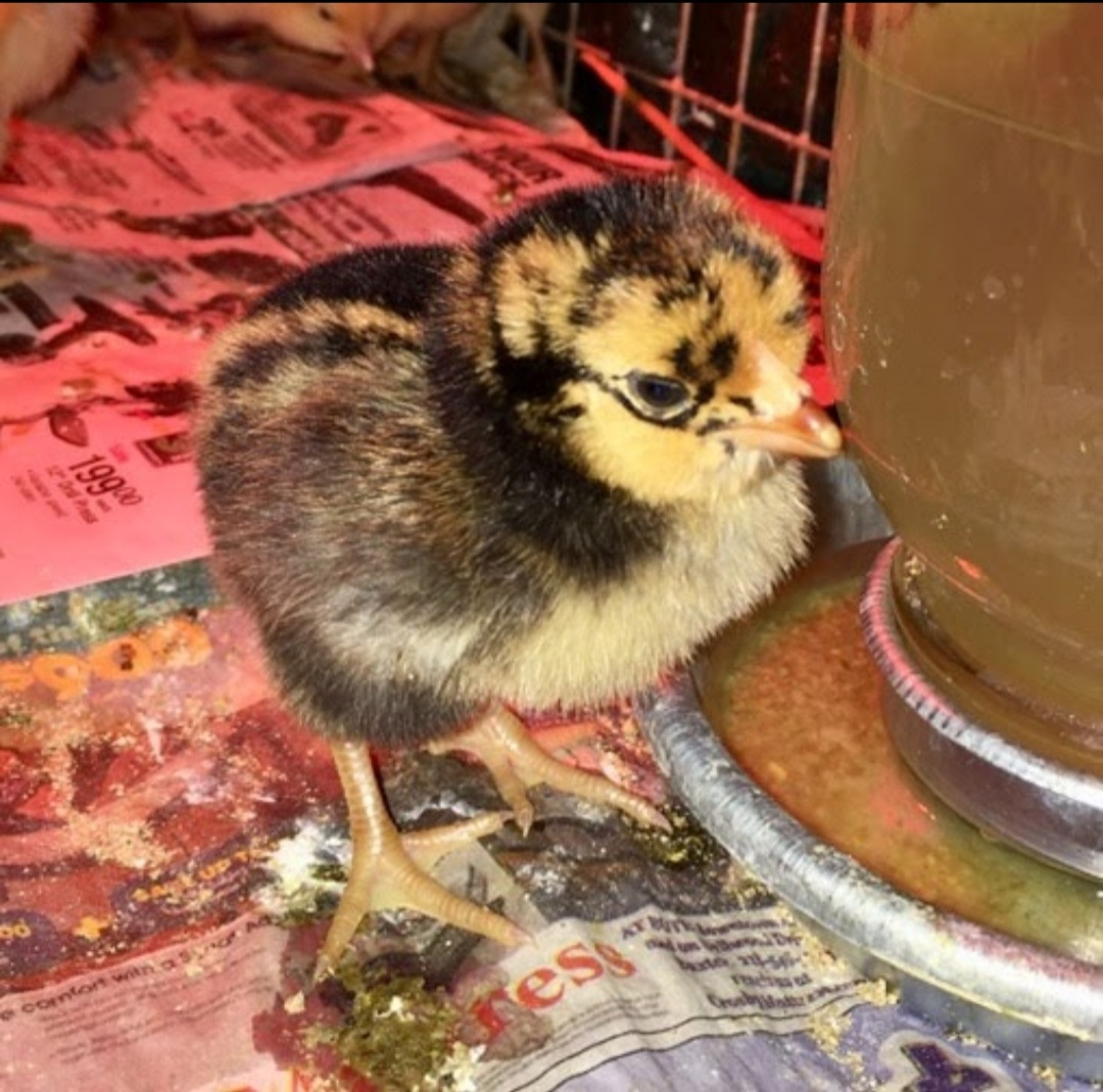 Golden Laced Wyandotte – City Folk Goin Country